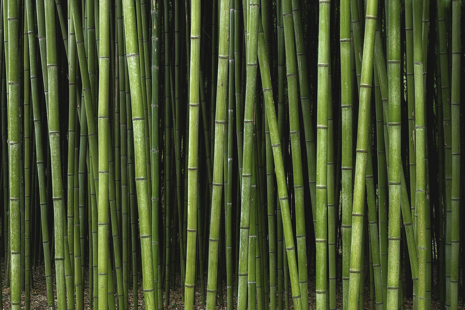 Sostenibilità della carta Igienica in bamboo - Pamboo Paper